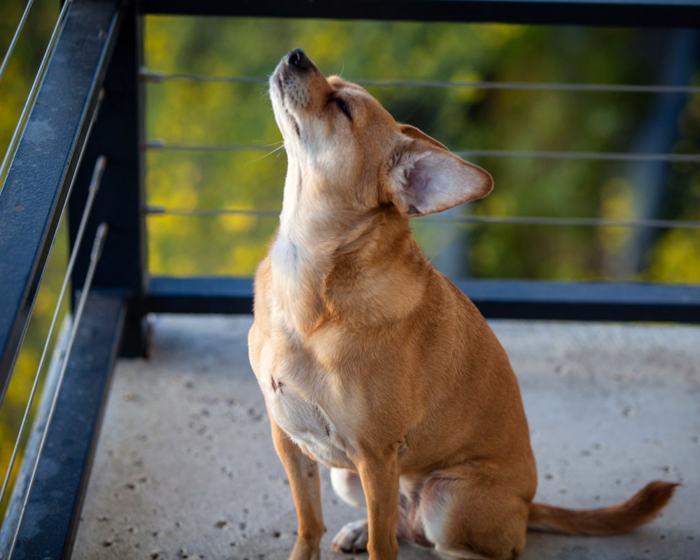 3 Life Lessons from Our Furry Friends - Casey Green Weddings